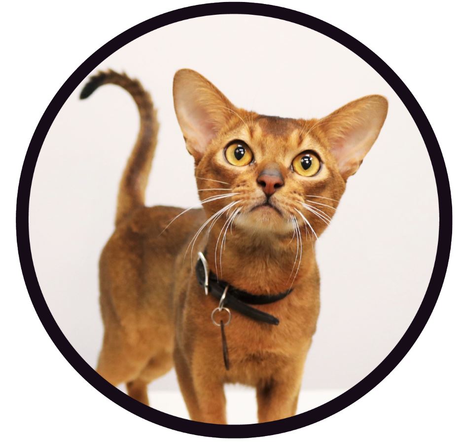 Adoptions | Brant County SPCA
