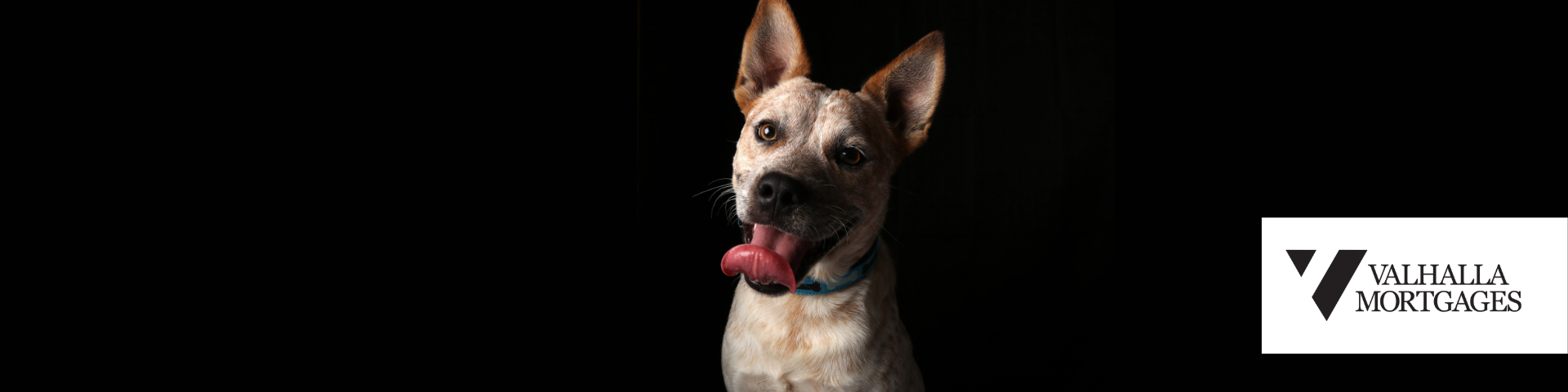 Jan 2024 | Brant County SPCA