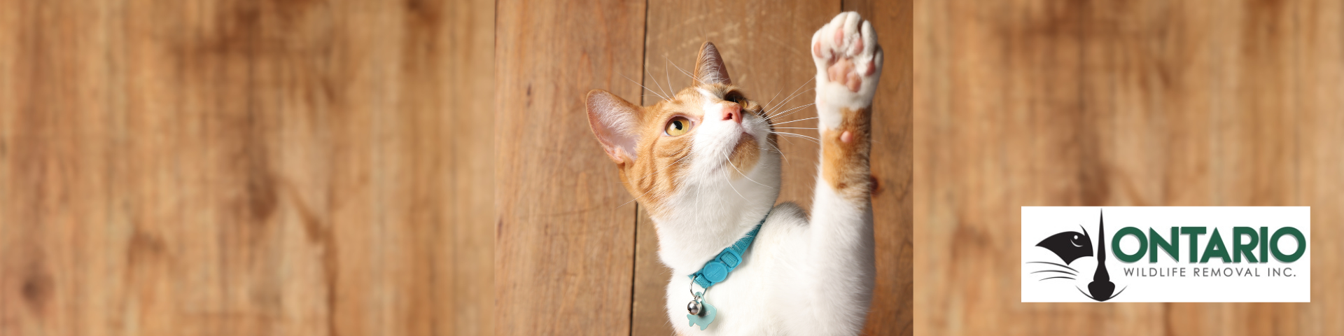 March 2024 | Brant County SPCA