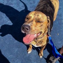 Brant County SPCA | Saving Lives