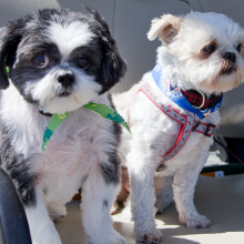 Brant County SPCA | Saving Lives