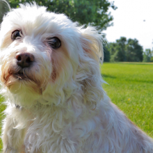 Brant County SPCA | Saving Lives