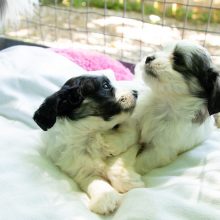 Brant County SPCA | Saving Lives