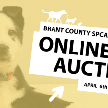 Brant County SPCA | Saving Lives
